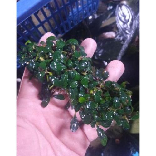 Jual Bucephalandra Mini Coin Original tanaman aquascape aquarium ...