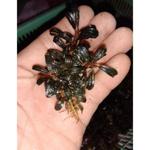 Jual Bucephalandra BUCE sp mini tanaman aquascape porsi mika 10x15 ...