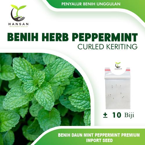 Jual 10 Benih Herb Peppermint Bibit Daun Mint Tanaman Herbal Hidroponik ...