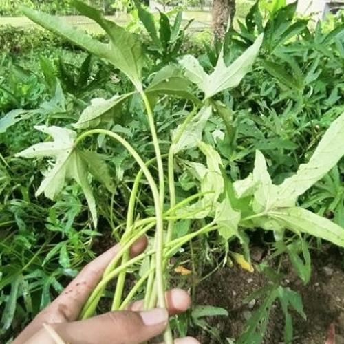 Jual Bibit Stek Batang Ubi Cilembu Madu Asli Berkualitas - Kab. Cilacap ...