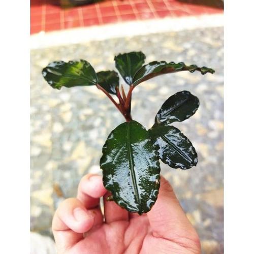 Jual Bucephalandra Black Pink Sanggau tanaman aquascape aquarium ...