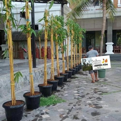 Jual Pohon Bambu Kuning/Bambu Panda, Plus Pot Hitam Ukuran 40 Cm ...