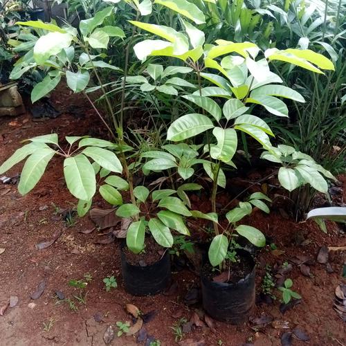 Jual Tanaman hias walisongo daun lebar outdor indor tinggi 1 meter ...