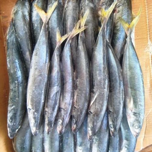 Jual IKAN LAYANG SEGAR FROZEN KAPAL 1 KG - kg - Jakarta Barat - SIKAT ...