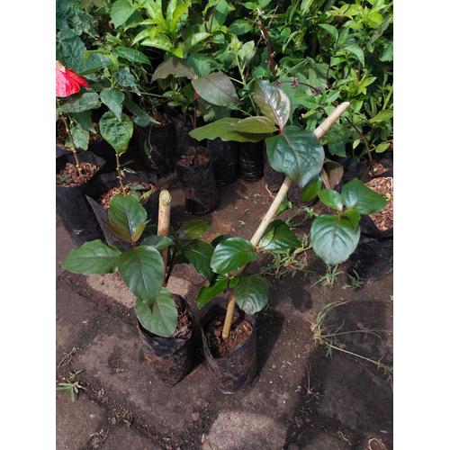 Jual tanaman daun ungu handeleum obat - Kota Cimahi - Rundawa Teknik ...