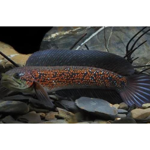 Jual Baby Channa Asiatica RSP Kalimaya SUPERFOR | ikan gabus mutiara ...