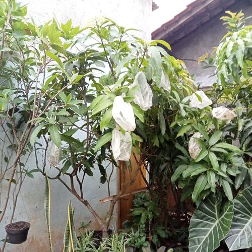 Jual Indukan Pohon Mangga Cokanan Berbuah/Pohon Mangga Cokanan Btg ...