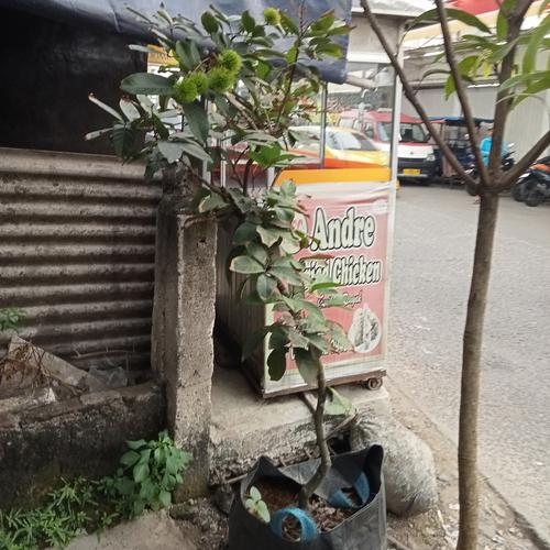 Jual Pohon Rambutan Binjai Berbuah - Kota Tangerang Selatan ...