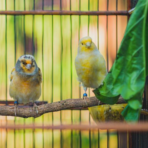 Jual Burung Kenari Loper Sepasang Warna Kuning - Betina siapan ...
