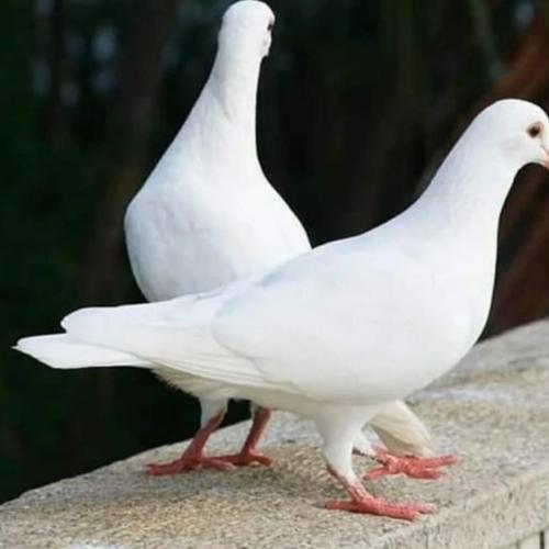 Jual burung merpati putih polos buat fangseng,1,ekor - 1,biji - Jakarta ...