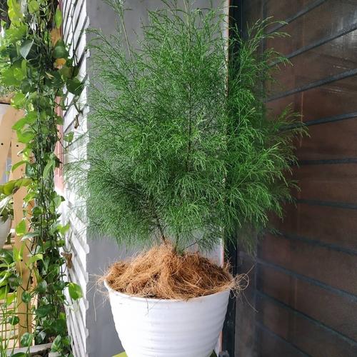 Jual Tanaman hias Cemara balon tanaman Cemara pohon pelindung pohon ...