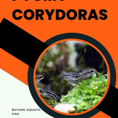 Jual ikan corydoras pygmy pembersih(ikan aquascape/ikan hias/ikan dasar ...