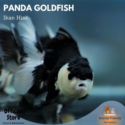 Promo Ikan Hias Koki Panda / Goldfish Panda - Kota Tangerang - ANIMALS ...