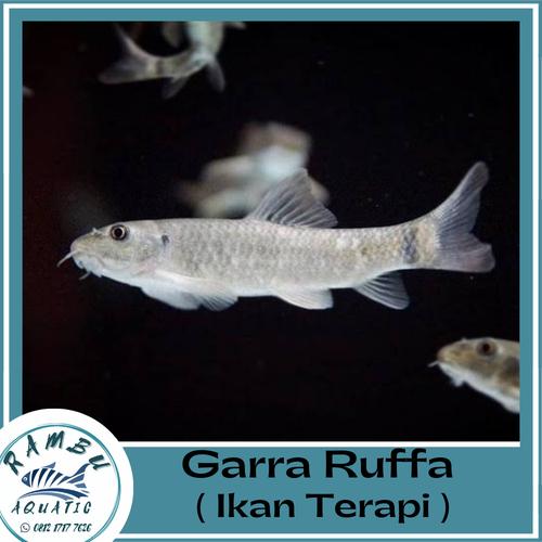 Jual Ikan Garra ruffa turki/ikan terapi - Jakarta Utara - RAMBU AQUATIC ...