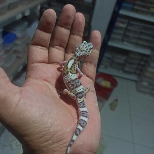 Jual LEOPARD GECKO PREMIUM USIA 3-4 BULAN (WAJIB PILIH SESUAI SELERA ...