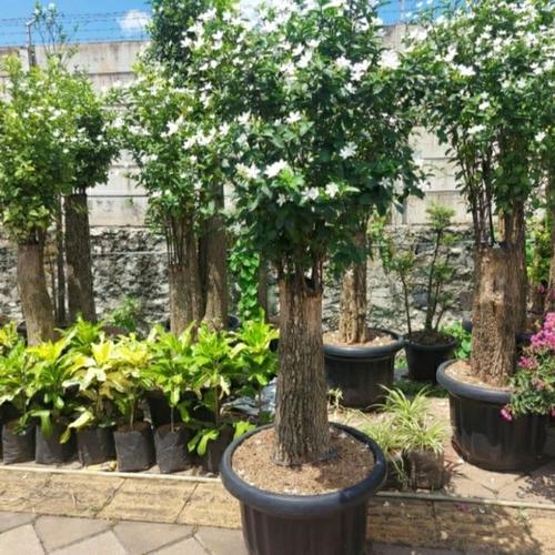 Jual bunga jasmine melati - Kota Tangerang Selatan - junitalandescape ...