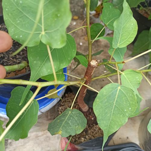 Jual Pohon Bodhi bahan Bonsai Bodi ficus religiosa suci bibit Bakal ...