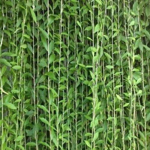 Jual Bibit Tanaman Lee Kwan Yew Li Kuan Yu Curtain Janda Merana Hasil ...