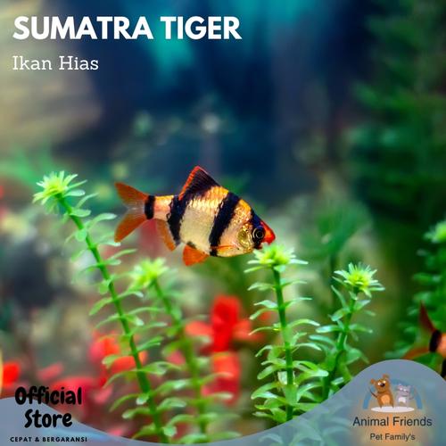 Jual Ikan Hias Aquascape Sumatra Tiger - Kota Tangerang - Animal ...