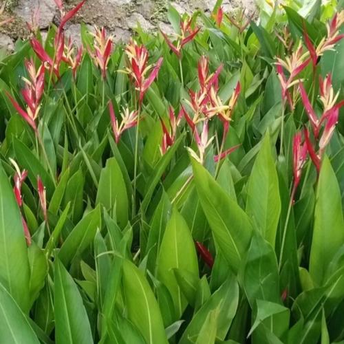 Jual Pohon pisang heliconia bunga merah dan oren - Kota Depok ...