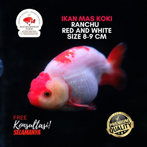 Jual IKAN MAS KOKI RANCHU LION RED AND WHITE SIZE 8-9 CM PREMIUM FANCY ...