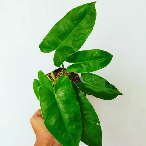 Promo Philodendron Burle Marx | Philo Brekele | Tanaman Hias Indoor ...