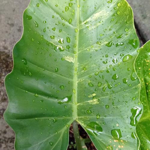Jual philodendron jungle fever variegata (4 daun) - Kota Palembang ...