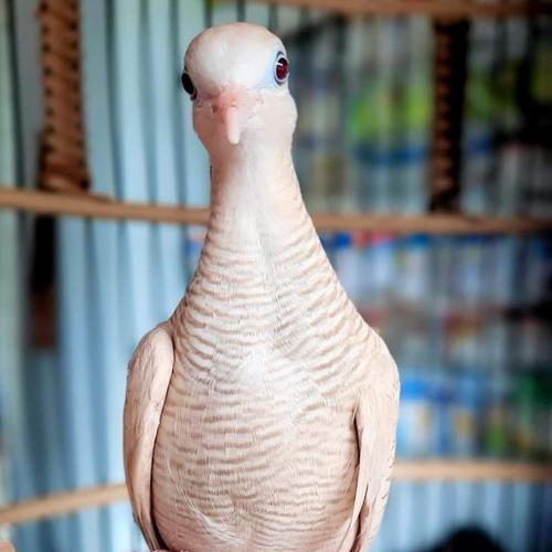 Jual Burung perkutut majapahit udan mas merah & cemani majapahit satu ...