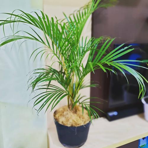 Jual tanaman palem kuning tinggi 1 meter pohon palm kuning tinggi 100cm ...