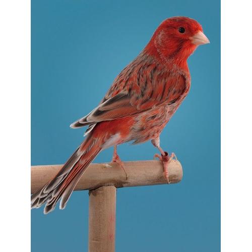 Jual Burung Kenari Import Black Red Intensif Gacoran - Jakarta Timur ...