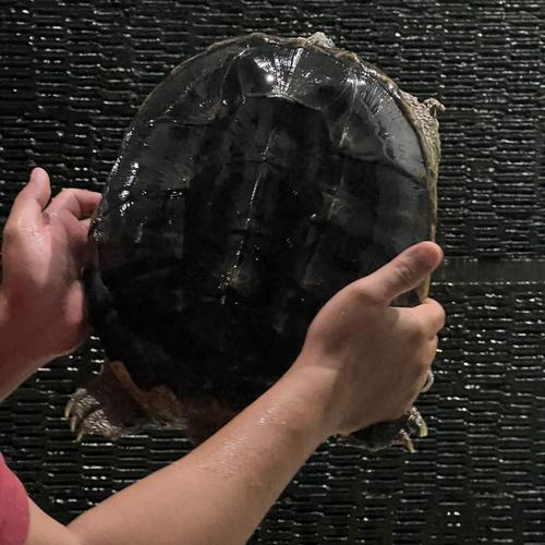 Jual kura cst common snapping turtle jumbo 30cm - Kota Bandung ...