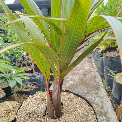 Jual Tanaman hias Palm Botol Merah/ pohon palm/ - Kab. Kediri ...