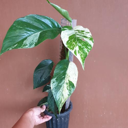 Jual epipremnum sp bali varigata - Gambar A - Kab. Bandung - Green ...