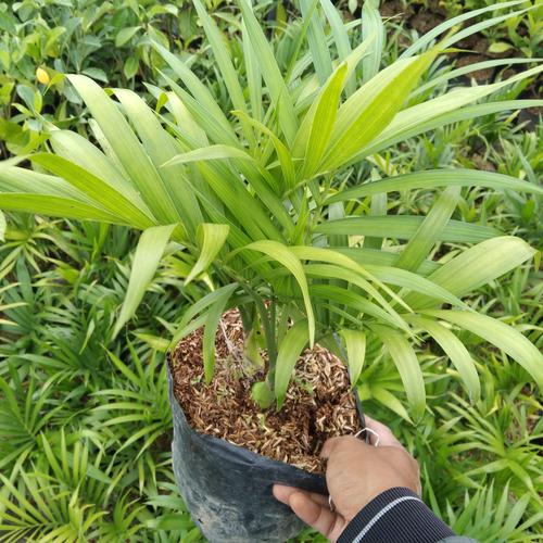 Jual Tanaman hias Palm Kalpataru/ Daun rimbun banget/ pohon palem - Kab ...