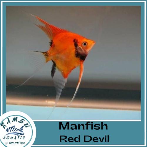 Jual Ikan manfish red devil Top Grade 3-4Cm - Jakarta Utara - RAMBU ...