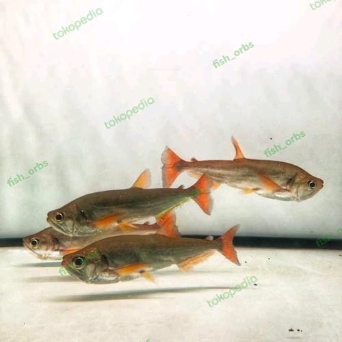 Jual Hiasan Aquarium Red tail Payara Tatauia - Jakarta Timur - fish ...