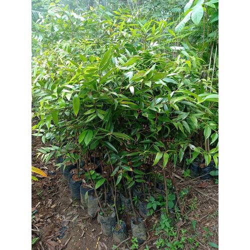 Jual Bibit Tanaman Damar / Kauri - Tanaman Penghasil Getah Damar - Kab ...
