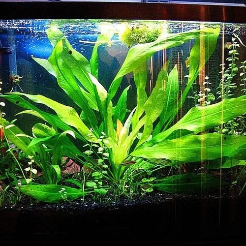 Jual AMAZON SWORD tanaman aquascape low co2. tanaman hias air - Kab ...
