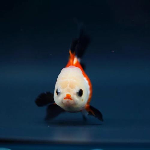 Jual Ikan mas koki oranda panda & tricolor fancy - tricolor - Kota ...