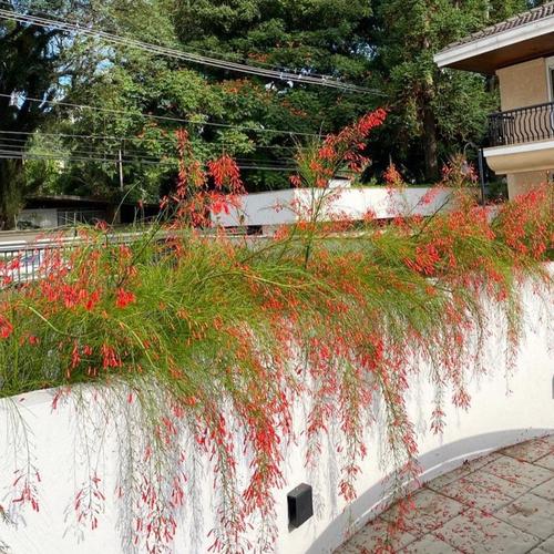 Jual tanaman air mancur bunga merah Tanaman russelia bunga merah - Kab ...