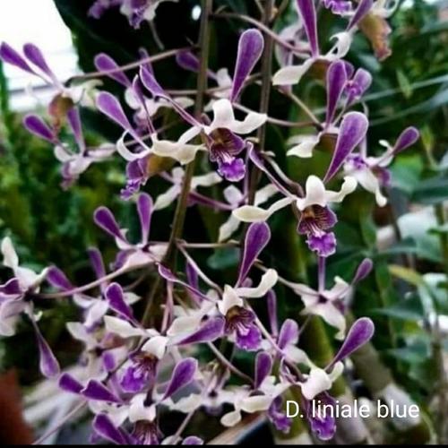 Jual Anggrek Dendrobium lineale blue seedling - Kab. Malang - Kiki ...