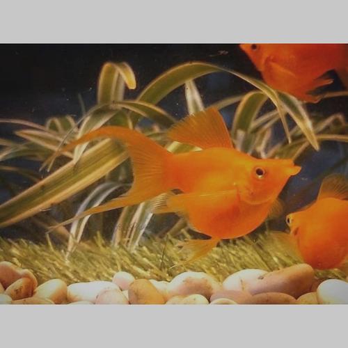 Jual IKAN MOLLY|IKAN BALON SUNKIST CAWANG HIASAN AQUARIUM - Kota ...