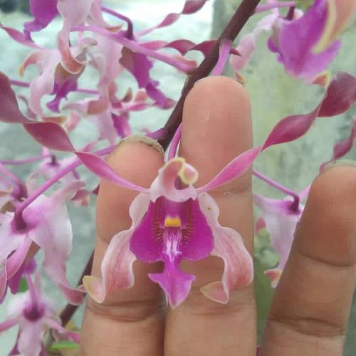 Jual anggrek Dendrobium lasianthera seedling - Kab. Malang - Kiki ...