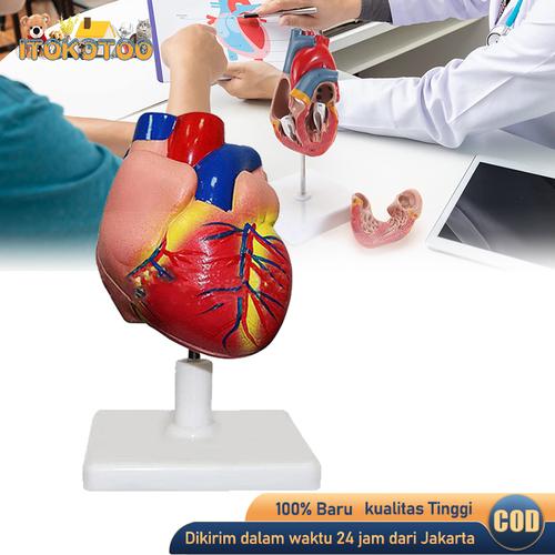 Jual Model Jantung Model Anatomi Manusia Bentuk Jantung - 15*9.5cm ...