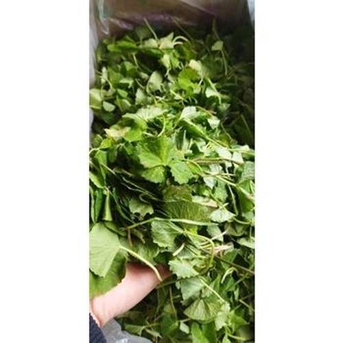 Jual Dau pegagan hanya batang pelepah dan daun saja 500 gram - Jakarta ...
