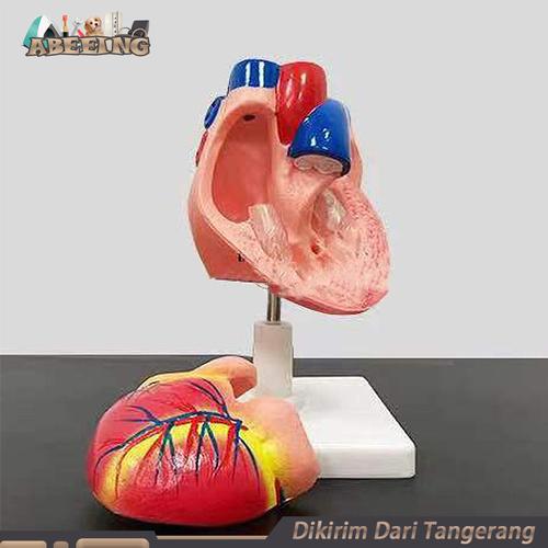 Jual Model Anatomi Jantung Manusia Untuk Alat Bantu Mengajar Medis - 15 ...