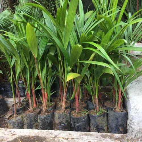 Jual Tanaman Pohon Palm Merah 1 meter - Tanaman Hias Palem - Kota Batu ...