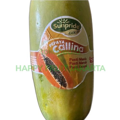 Jual Pepaya calina sunpride / pepaya calina daging merah dan manis1,4 ...
