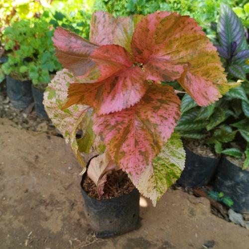 Jual tanaman hias Khalifa pohon kalipa - Kab. Bogor - beautifull plant ...