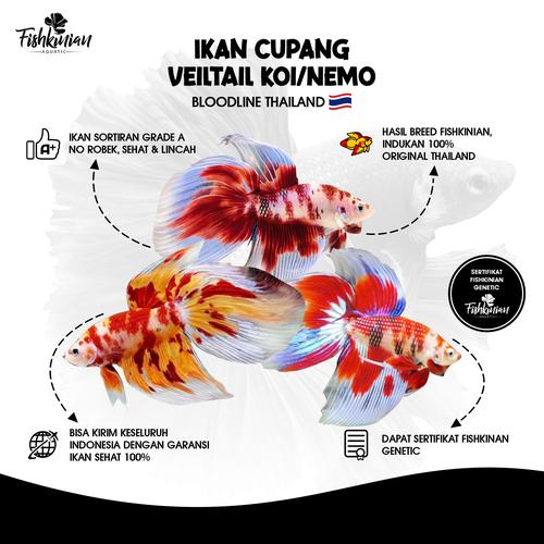 Promo IKAN HIAS CUPANG VEILTAIL (VT) KOI NEMO- LINE THAILAND - Kota ...